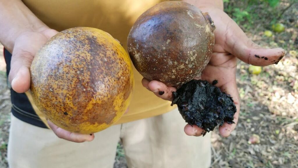 Semilla de almendra: beneficios, usos y propiedades de este superalimento ︎