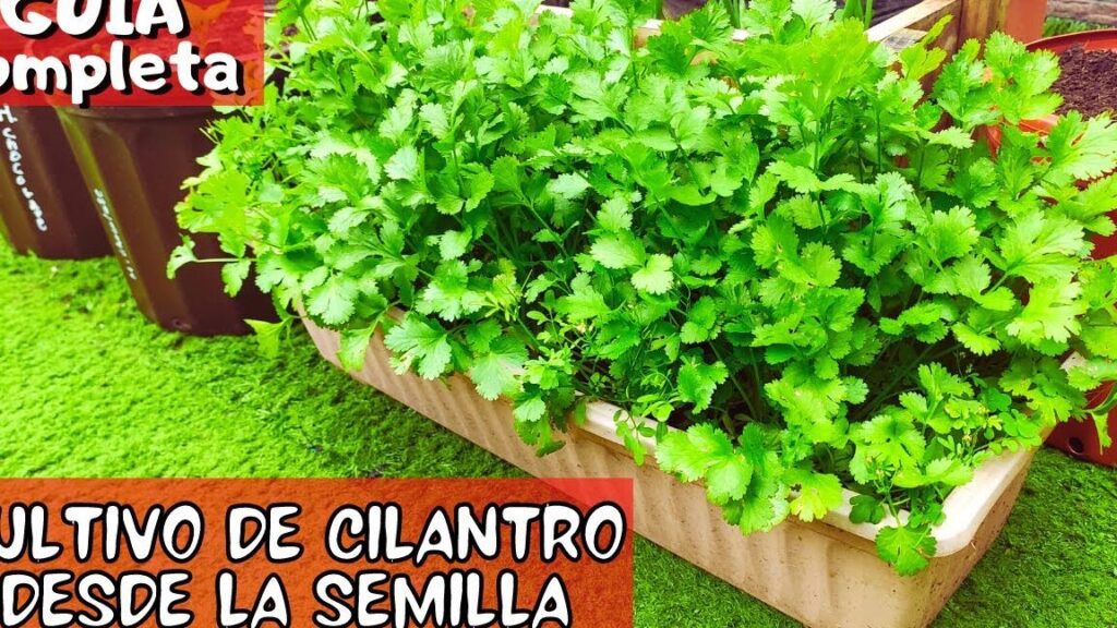 Cómo cultivar cilantro en casa: Guía completa de cultivo y cuidados ︎