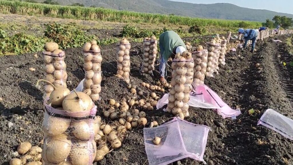 Cosecha de jicama: técnicas eficientes para obtener una abundante y ...