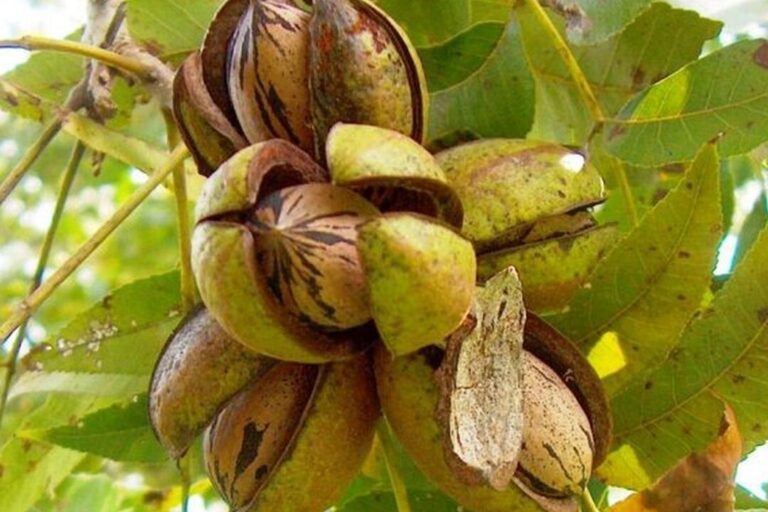 Guía completa sobre la cosecha de nueces: fechas, técnicas y consejos ︎