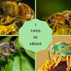 Descubre el nombre de las abejas negras: características y curiosidades ︎