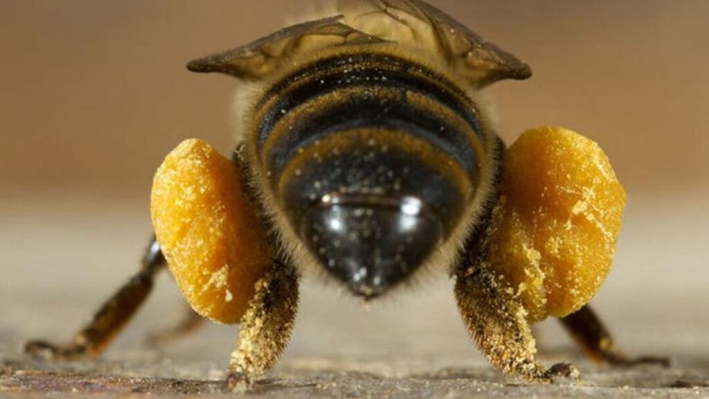Descubre cuántas alas tiene una abeja: ¡La sorprendente anatomía alada ...