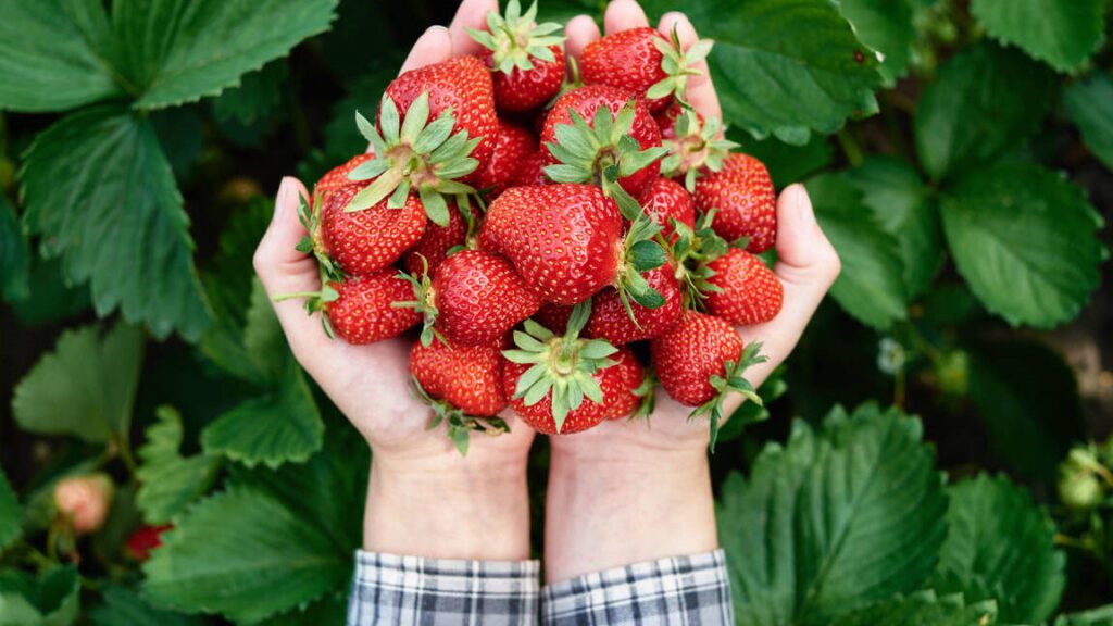Guía completa para sembrar fresas: consejos y pasos clave ︎