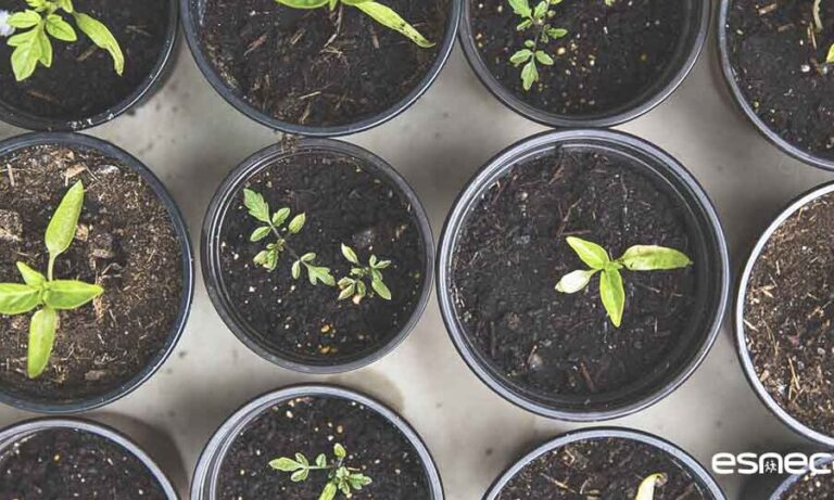 Semilla de arroz: todo lo que necesitas saber para un cultivo exitoso ︎