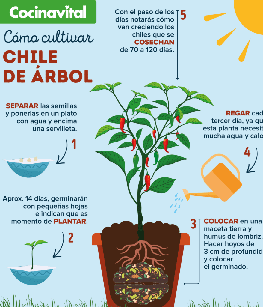 Guía completa de cultivo de chile verde: consejos prácticos y paso a paso ︎