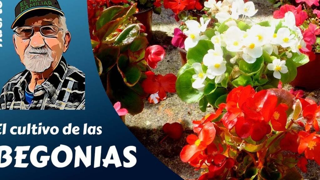 Guía completa: Cómo sembrar begonias de manera fácil y exitosa ︎