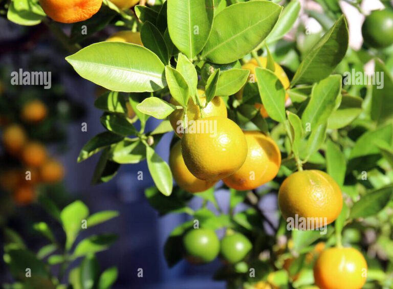 Guía completa: Cómo y cuándo plantar un naranjo de forma exitosa ︎