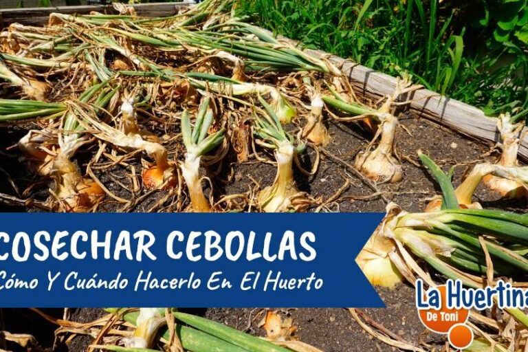 Guía completa sobre la cosecha de cebollas: consejos y técnicas ︎