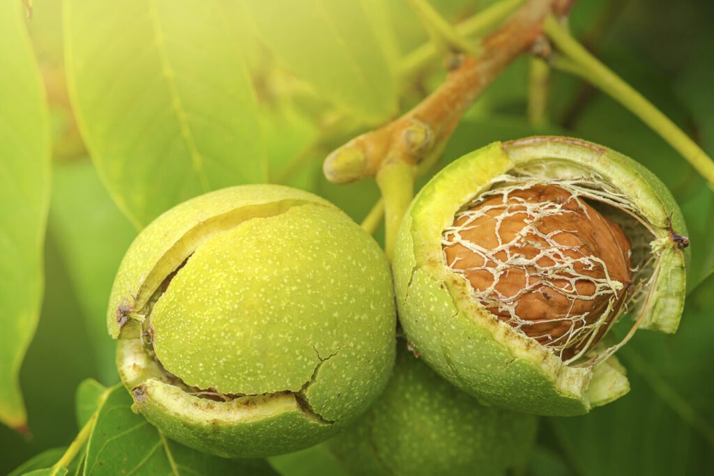 Cosecha de nueces pecán: temporada, técnicas y consejos ︎