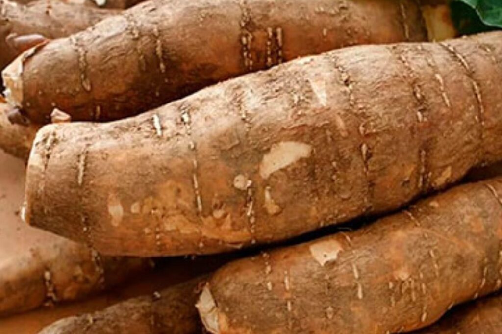 Guía completa para sembrar yuca: consejos prácticos y pasos clave ︎