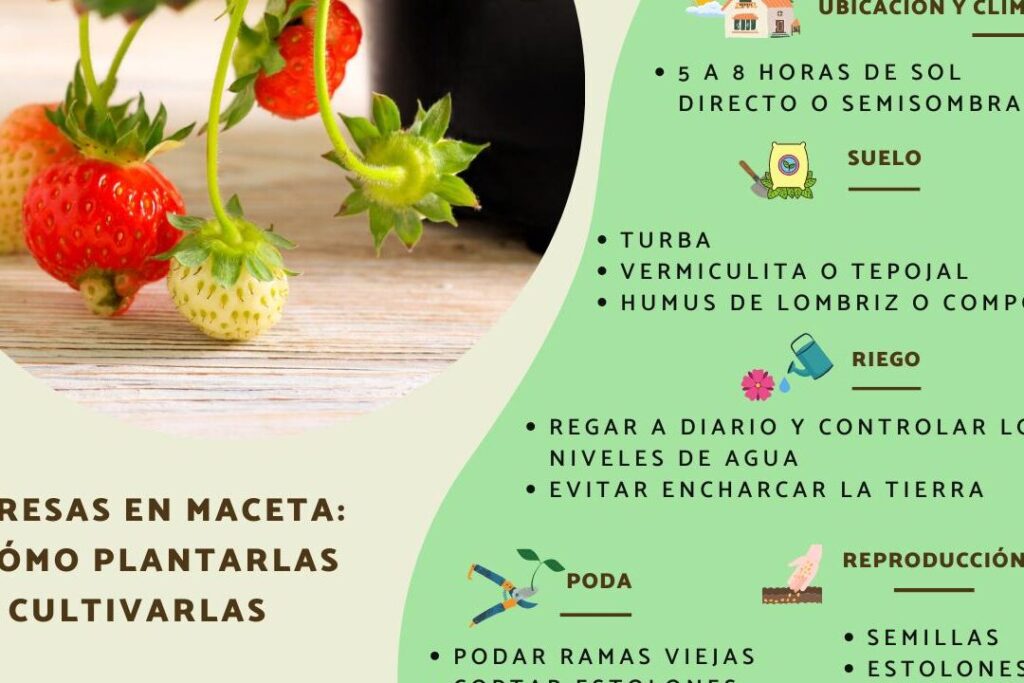 La guía definitiva sobre cuándo y cómo cosechar fresas: consejos expertos ︎
