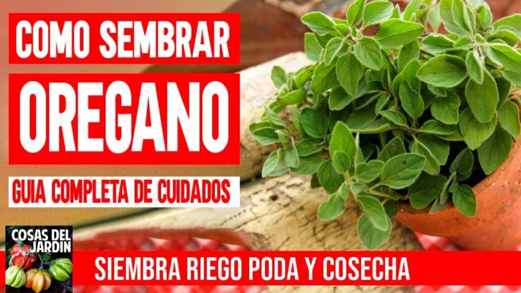 Guía completa sobre cómo sembrar canela: pasos, consejos y beneficios ︎