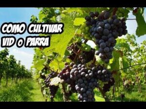 Guía completa para sembrar una parra: consejos, pasos y cuidados ︎