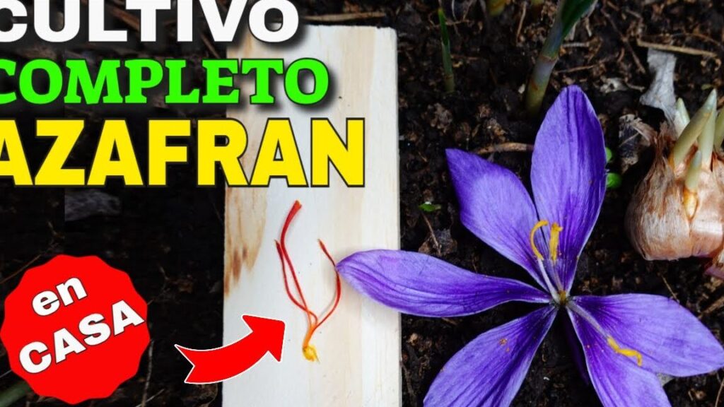 Guía completa sobre cuándo y cómo sembrar el azafrán: consejos y ...