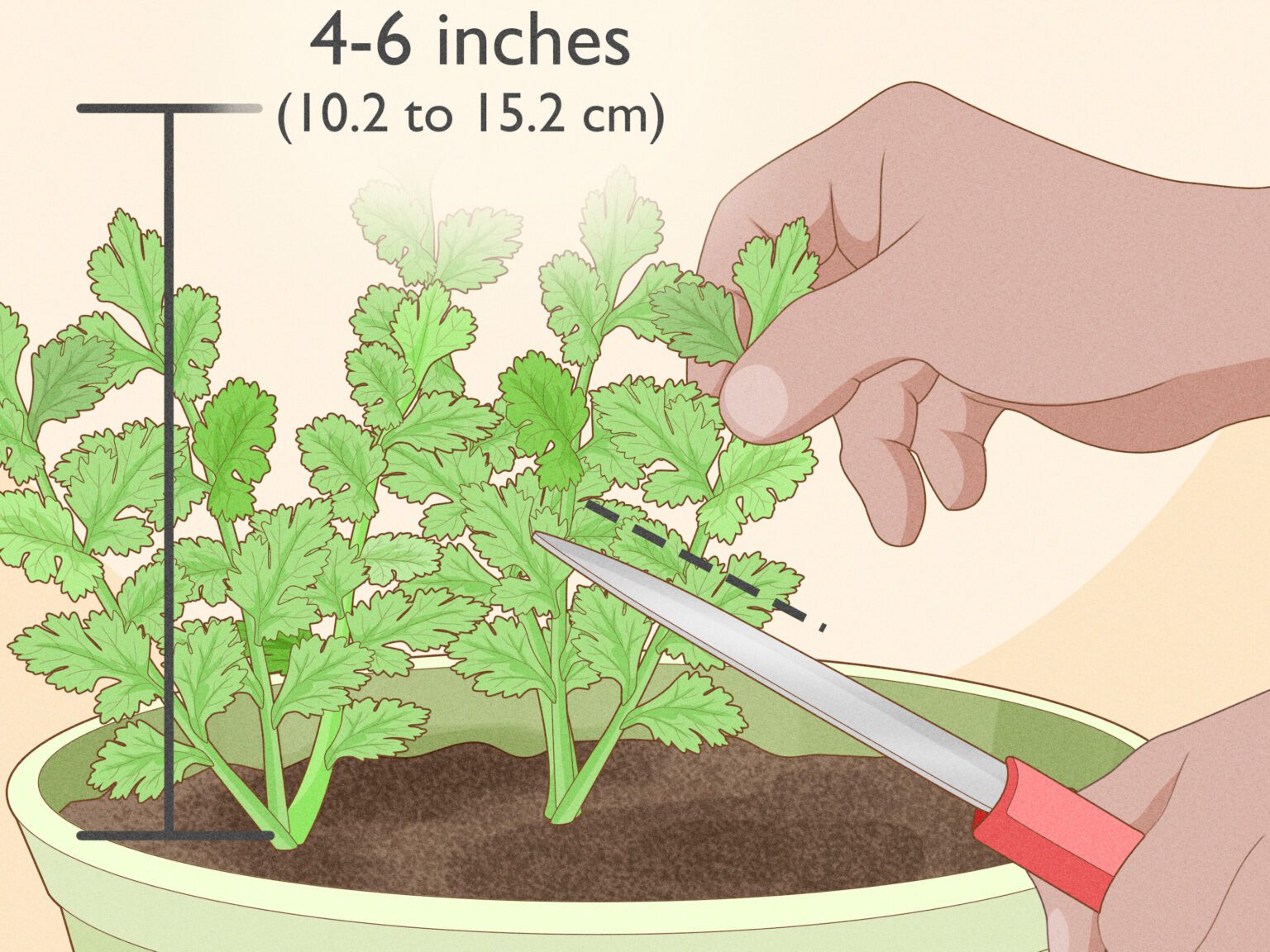 Guía completa para sembrar cilantro: consejos, fechas y cuidados ︎