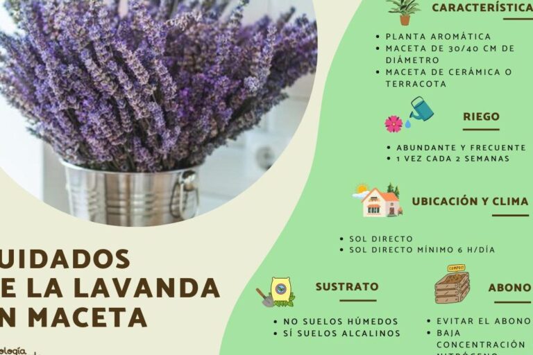 Guía práctica para sembrar lavanda: paso a paso y consejos útiles ︎