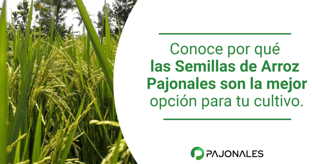 Guía completa para la siembra de arroz: consejos, técnicas y mejores ...