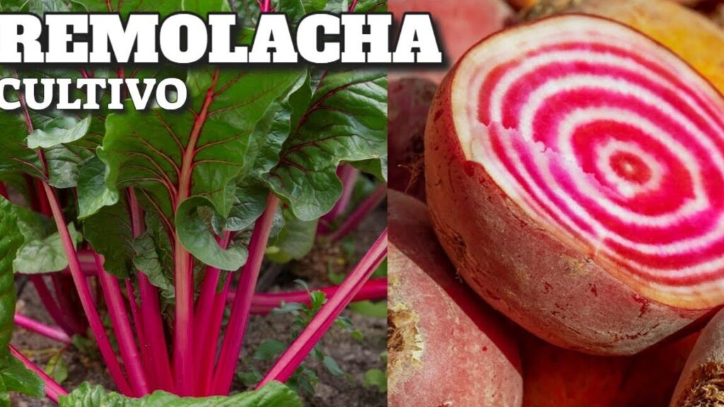 Semilla de remolacha: cultivo, beneficios y consejos para su siembra ︎
