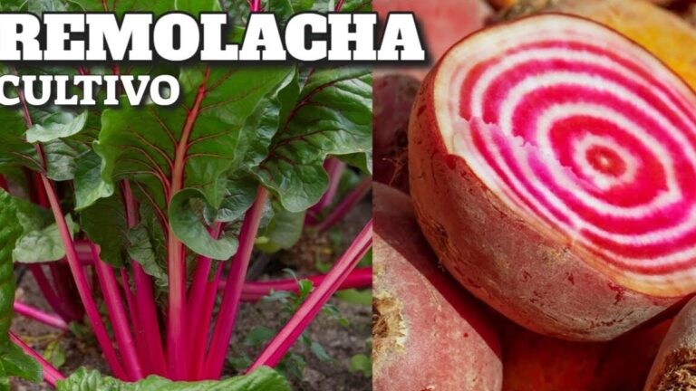 Guía práctica: Cuándo y cómo sembrar remolacha para obtener una cosecha ...