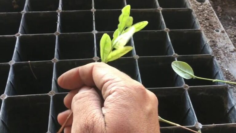 Guía completa para el cultivo exitoso de badea: consejos, técnicas y ...