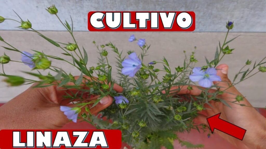 Cómo cultivar linaza: guía paso a paso para obtener una cosecha saludable ︎