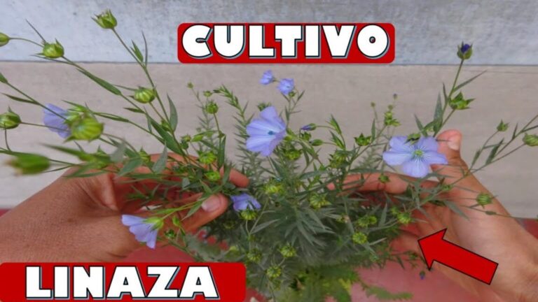 Cómo cultivar linaza: guía paso a paso para obtener una cosecha saludable ︎