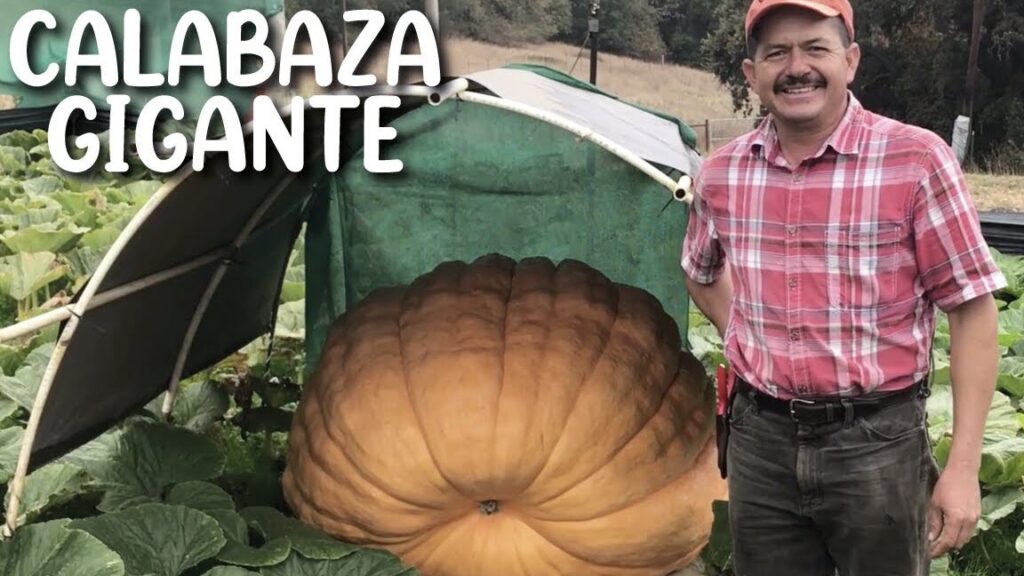 Cultivo de calabaza: consejos prácticos y técnicas eficientes ︎