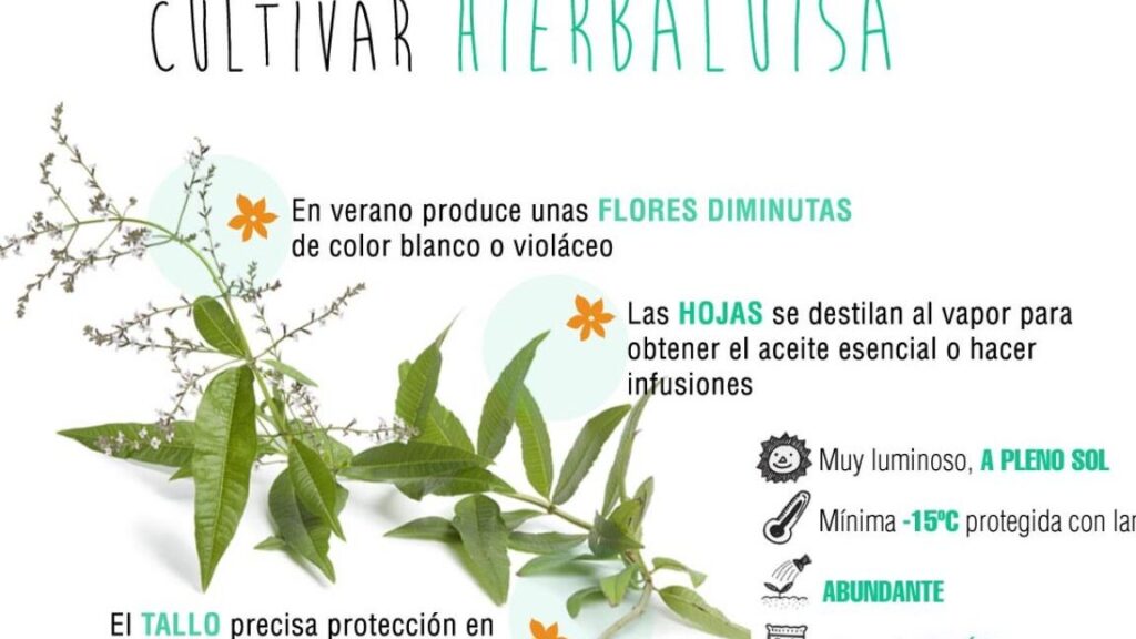 Cómo cultivar la Buscapina: consejos y técnicas para un cultivo exitoso ︎