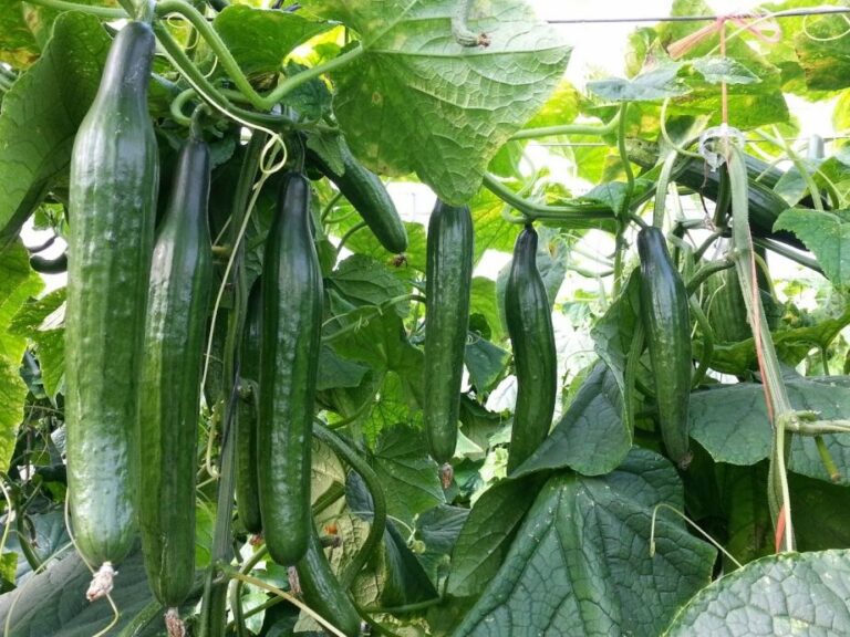 Cultivo de pepinos: guía completa para un crecimiento exitoso ︎