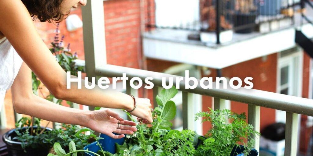 Guía completa: Descubre qué es un huerto urbano y cómo crear el tuyo ︎