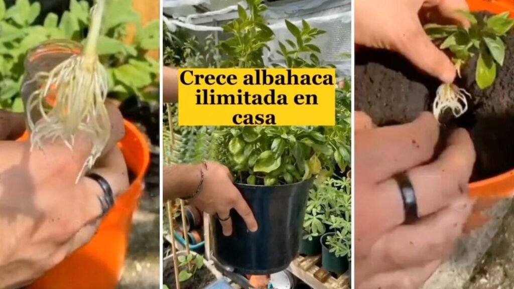 Guía completa: Cómo cultivar albahaca en casa de forma exitosa ︎