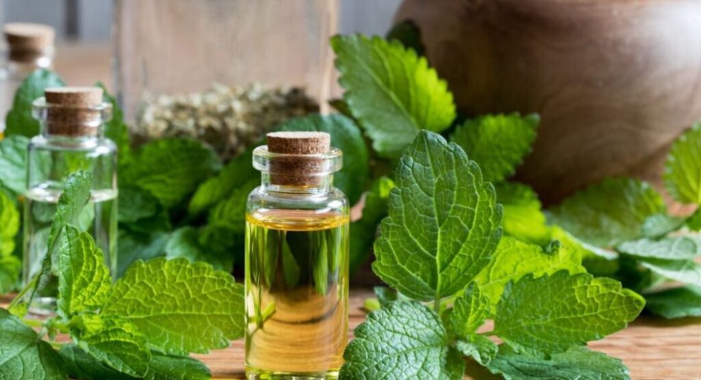 Guía completa: Cómo cultivar semillas de chía de manera exitosa ︎