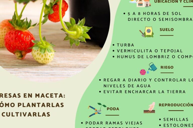 Todo lo que debes saber sobre los estolones: características, usos y ...