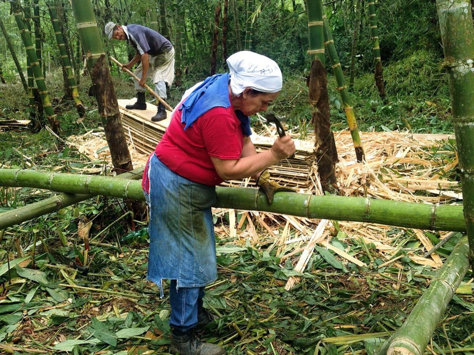 Guía completa de cultivo de guadua: técnicas, cuidados y beneficios ︎