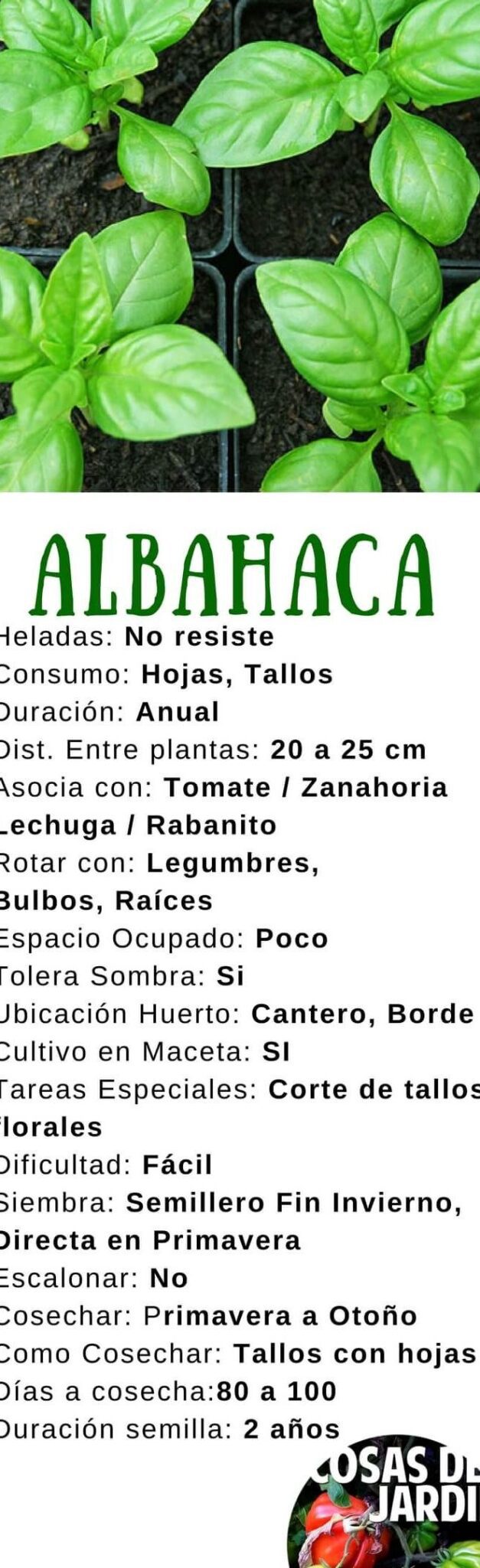 Guía completa para cultivar albahaca: consejos y cuidados ︎