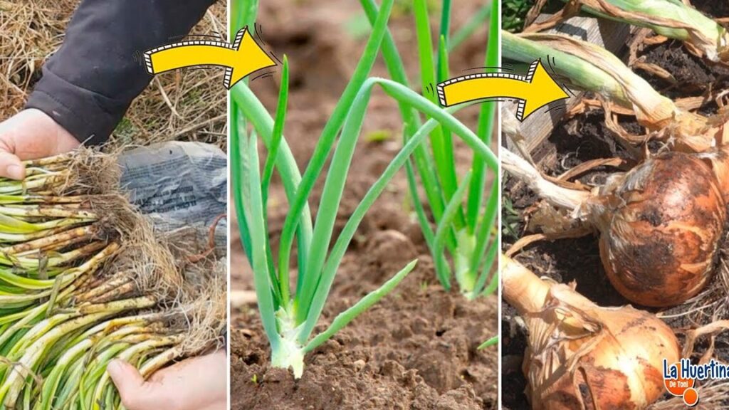 Guía completa para cultivar cebolla cabezona: técnicas, consejos y trucos ︎