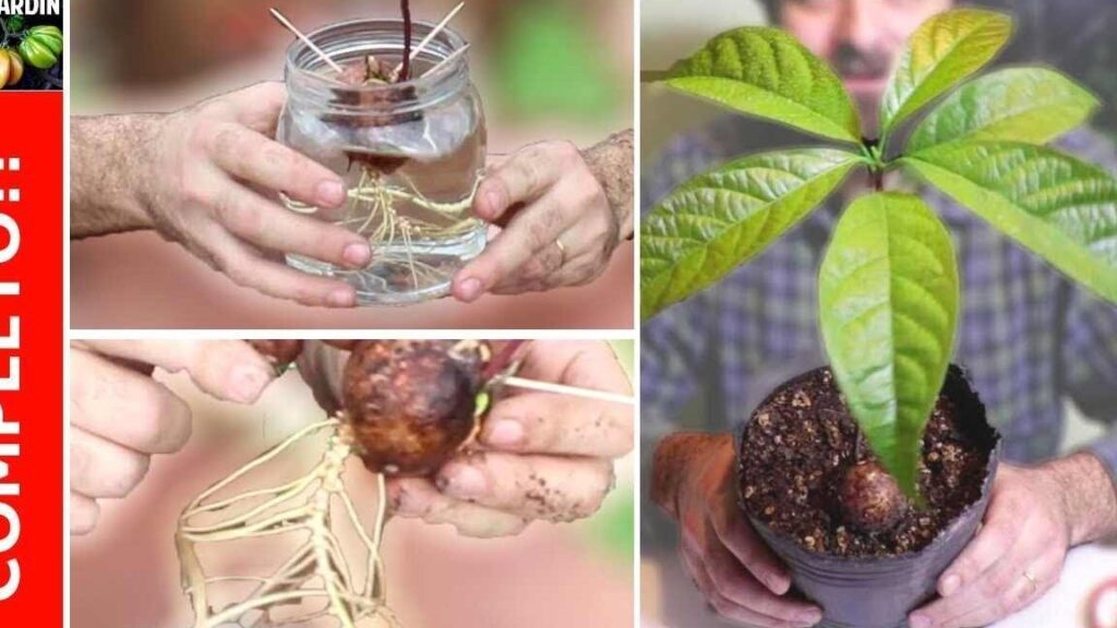 Guía completa sobre el cultivo de palta: consejos y técnicas eficientes ︎