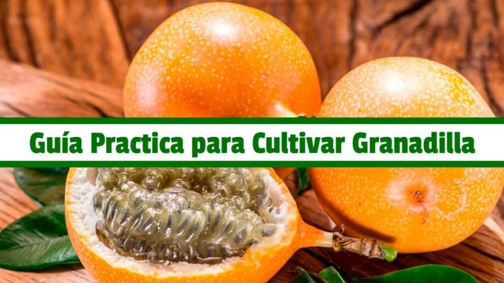 Guía completa sobre el cultivo de lechosa: consejos, técnicas y cuidados ︎