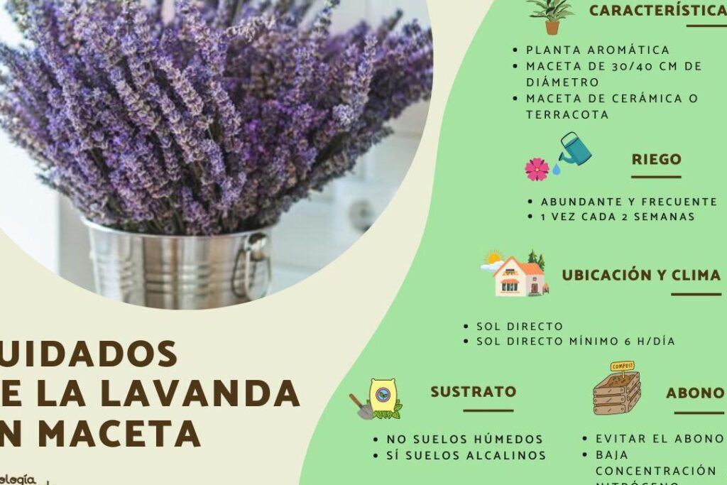 Guía completa sobre el cultivo de lavanda: consejos y cuidados esenciales ︎