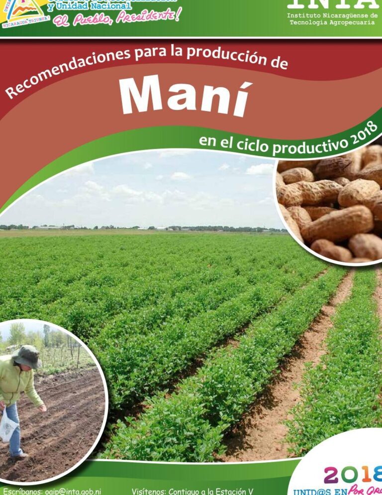 Guía completa sobre el cultivo de maní: consejos y técnicas efectivas ︎