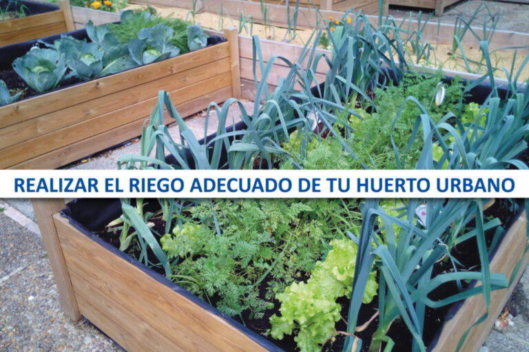 Guía definitiva: Cómo regar tu huerto de forma efectiva y profesional ︎