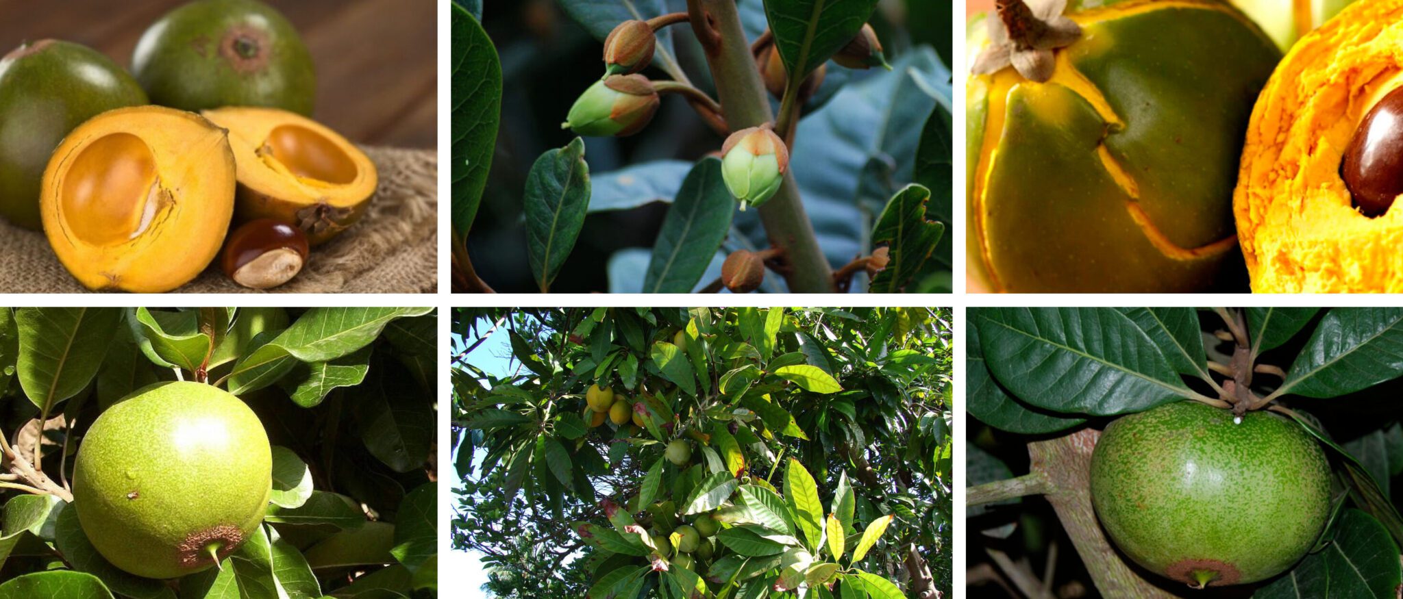 Guía práctica de cultivo de lúcuma: consejos fáciles para cultivar esta ...