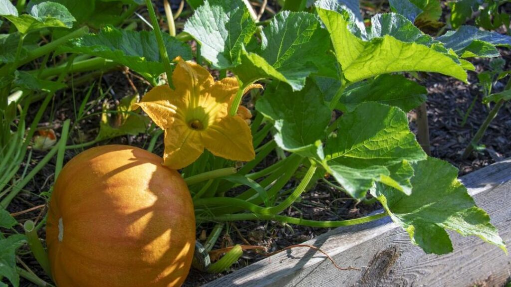 Guía completa de plantación de calabaza: paso a paso para un huerto ...