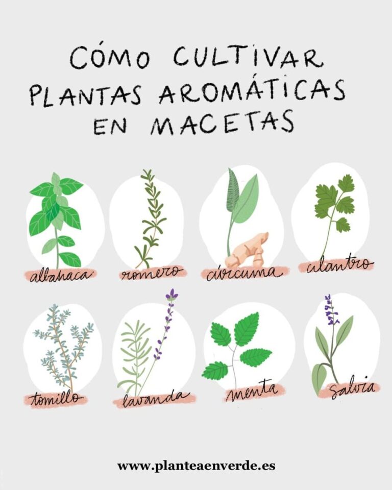 Guía completa sobre el cultivo de café: técnicas, consejos y secretos ︎