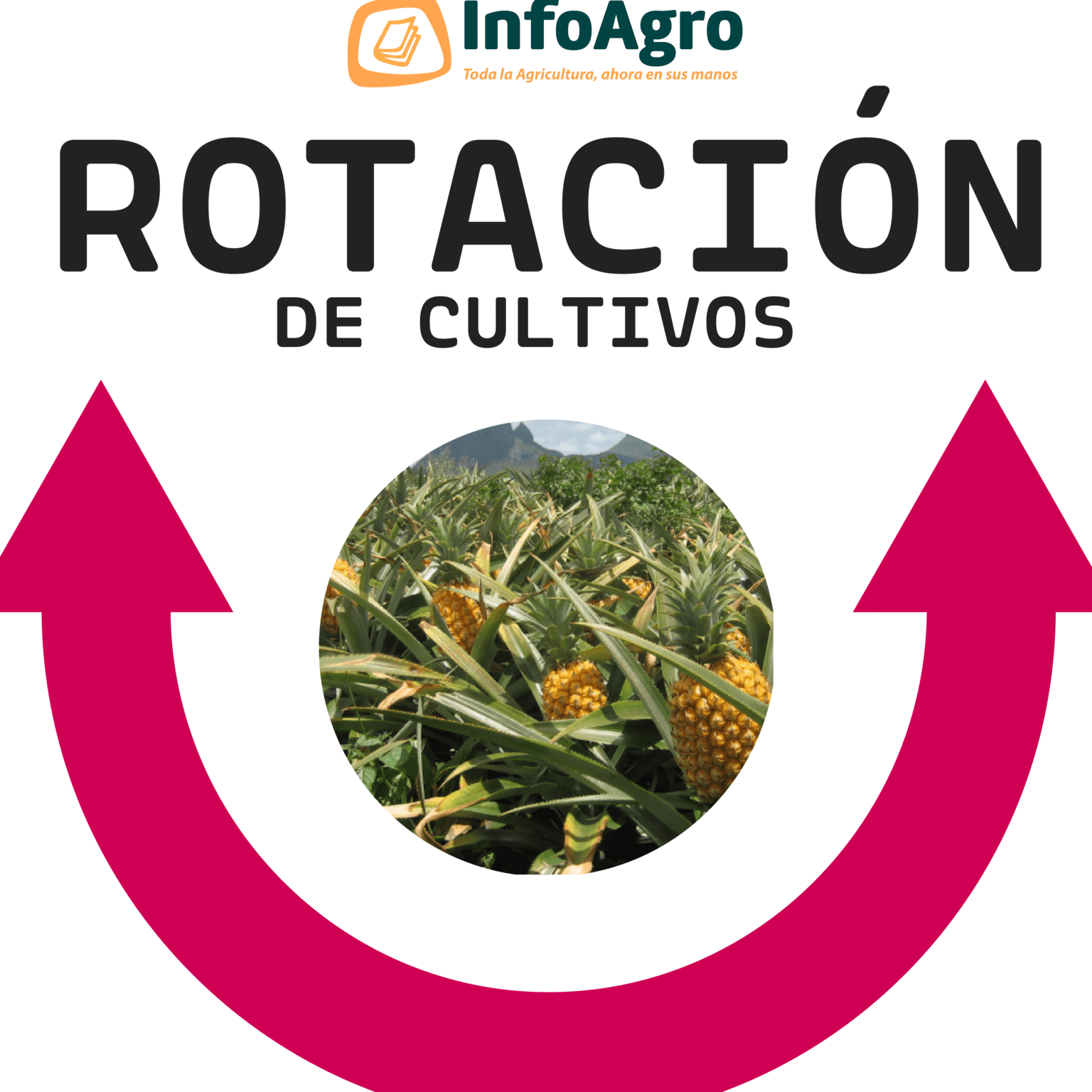 Cultivos intercalados: La clave para maximizar la productividad agrícola ︎