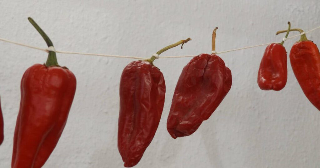 5 mejores formas de secar pimientos: guía completa paso a paso ︎