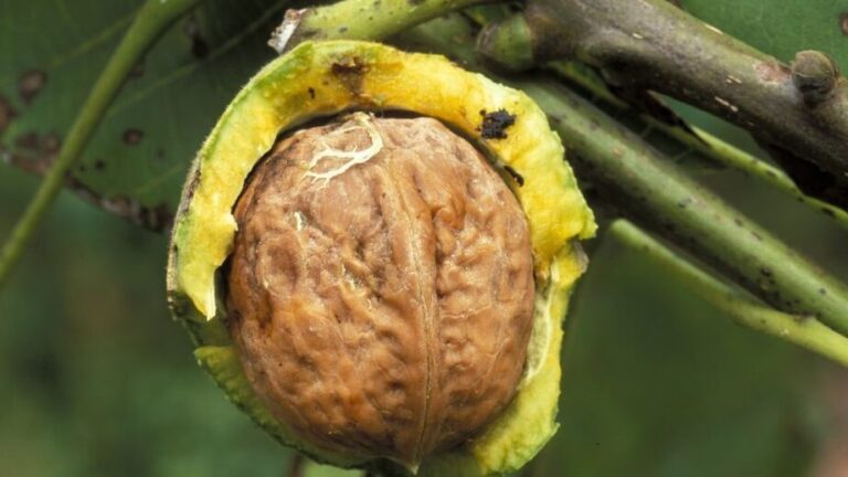 Nogal: Todo lo que necesitas saber sobre este árbol frutal ︎