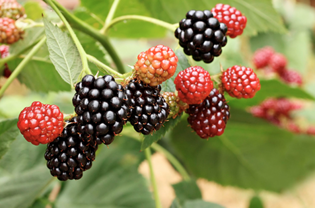 Guía completa para cultivar zarzamoras: consejos, técnicas y cuidados ︎