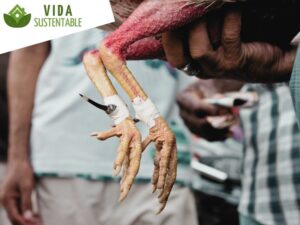 Espolón en gallos: causas, síntomas y tratamiento ︎