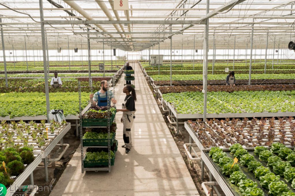 La revolución tecnológica en la agricultura: cómo la tecnología está ...